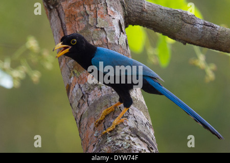 Yucatan Jay (Cyanocorax yucatanicus) immature, perched on twig, Yucatan ...