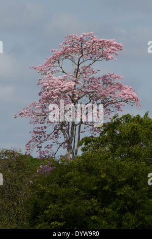 Guanacaste tree (Enterolobium cyclocarpum) in Guanacaste, Costa Rica ...