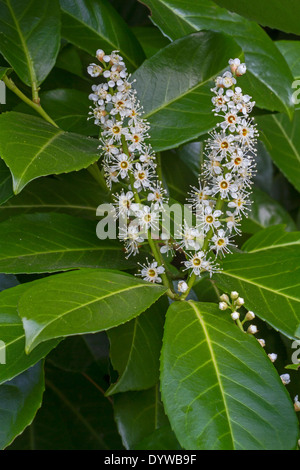 Cherry Laurel or Laurel Cherry, prunus laurocerasus, Tree in Normandy ...