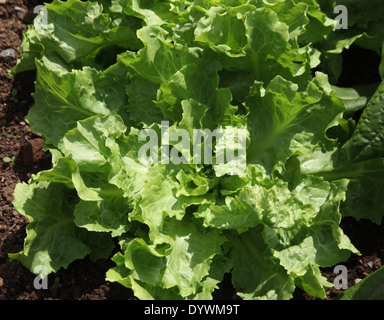 Endive blonde full heart Cichorium endivia Chicory escarole Elongated ...