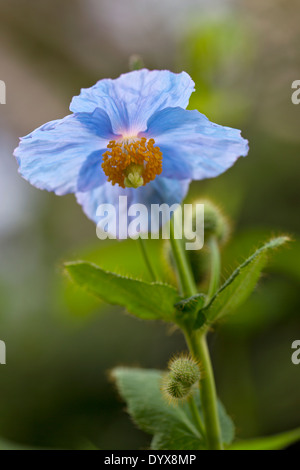 Blue Poppy, a rare Himalayan flower, Valley of Flowers, Uttarakhand ...