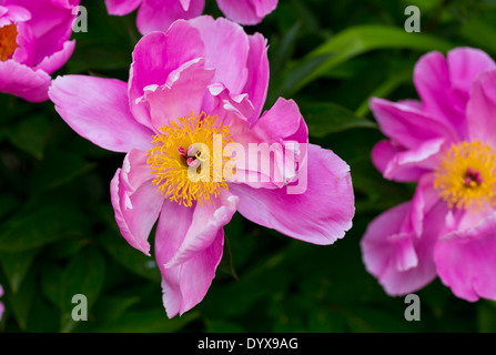 A pink wild rose "Rosa acicularis", the flower symbol of Alberta ...