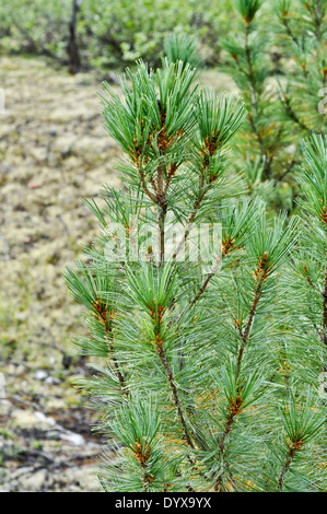 Siberian dwarf pine in Yakutian taiga. Russia, Eastern Yakutia, a ridge ...