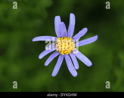 Felicia amoena close up of flower Stock Photo - Alamy