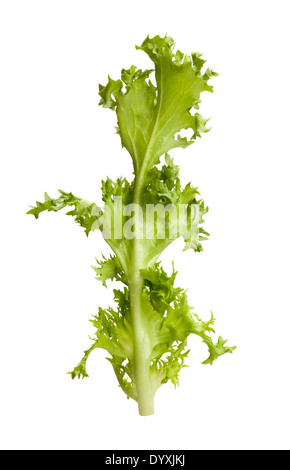 fresh green frisee lettuce isolated on white background. Vegetable ...