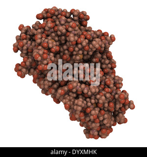 Pepsin stomach enzyme Stock Photo - Alamy