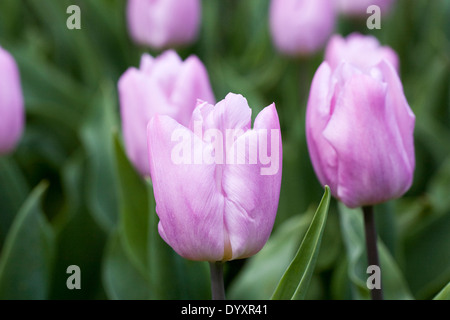 Tulipa candy prince single early lilac pink tulip flowers display ...