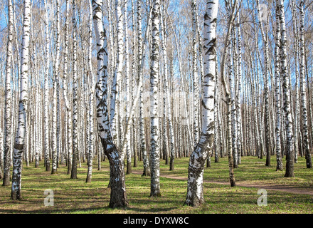 First spring greens in april sunny birch grove Stock Photo - Alamy