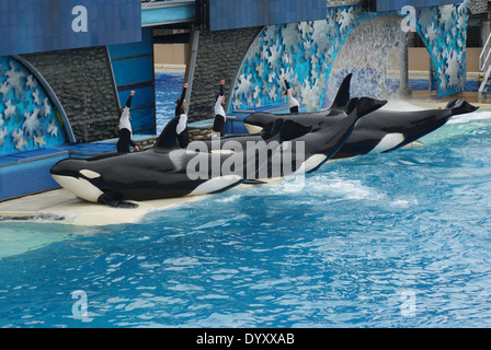 Trainers with Killer Whales at Seaworld San Diego, California Stock ...