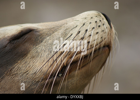 Seal at Seaworld San Diego Stock Photo - Alamy