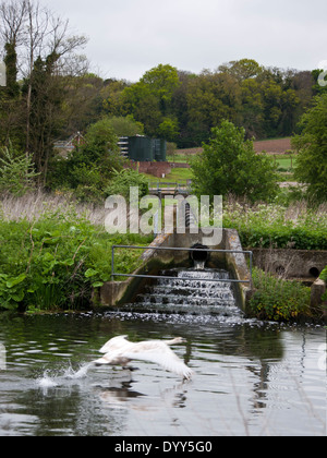 river outfall from sewage works River Wensum Stock Photo - Alamy