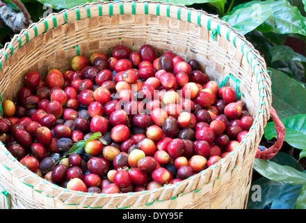 Coffee beans ripening on tree in North of thailand Stock Photo - Alamy
