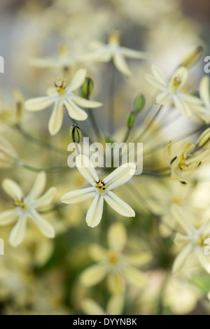 golden brodiaea (Triteleia ixioides ixioides Stock Photo - Alamy