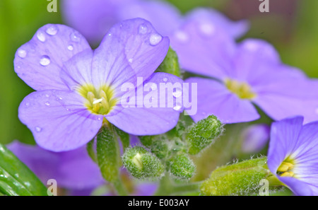 lilac flowers on green background Stock Photo - Alamy