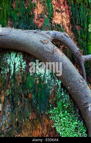 Roots of a tree clinging to and wrapped around an old deteriorating ...