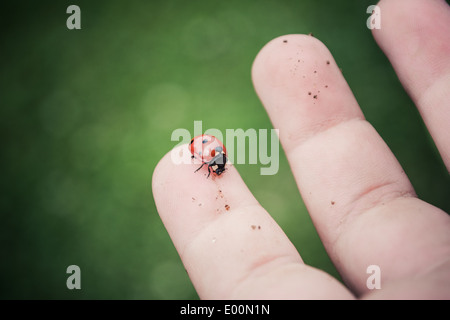 Ladybug on child's hand Stock Photo - Alamy
