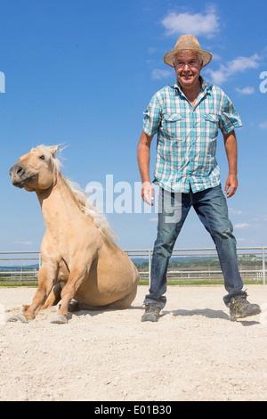 Quarter Pony. Palomino stallion sitting. Germany Stock Photo - Alamy