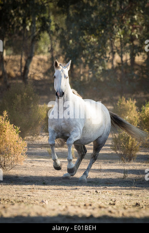 Waler Horse. Gray mare galloping on a pasture. Australia Stock Photo ...