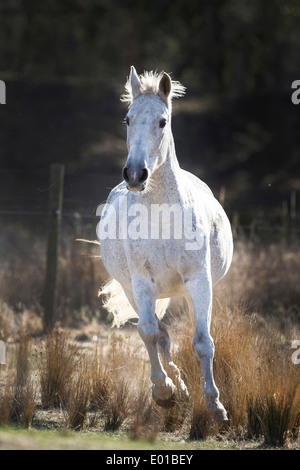 Waler Horse. Gray mare galloping on a pasture. Australia Stock Photo ...