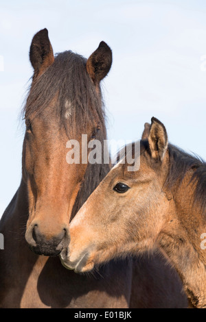 Waler Horse. Portrait of bay mare with filly-foal. Australia Stock ...