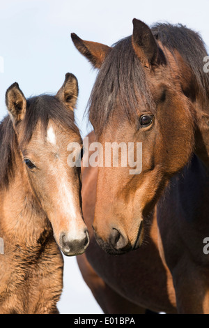 Waler Horse. Portrait of bay mare. Australia Stock Photo - Alamy