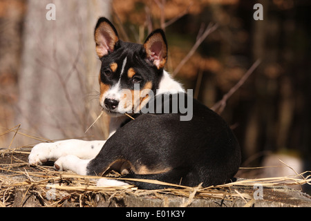 Basenji. Puppy lying on a tree stump. Germany Stock Photo - Alamy