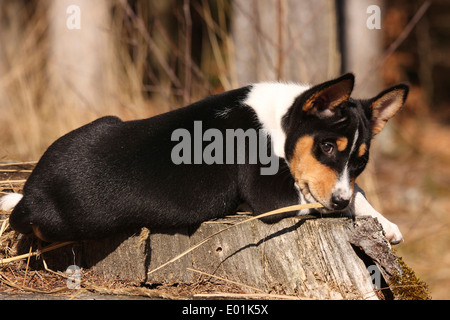 Basenji. Puppy lying on a tree stump. Germany Stock Photo - Alamy