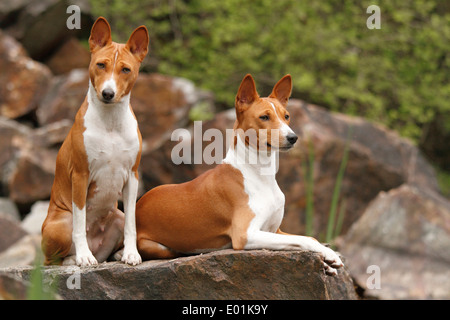 Basenji. Two adults on a rock. Germany Stock Photo - Alamy