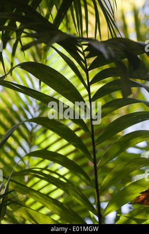 Artistic palm leaves pattern on pink background Stock Photo - Alamy