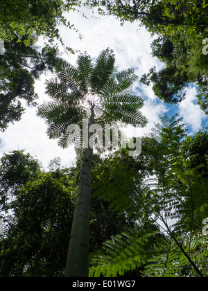 Tropical plants in Atlantic Rainforest Ecoparque de Una Bahia Brazil ...