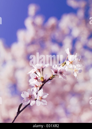 Branch of the blossoming sakura with white flowers, Japan. On blue sky ...