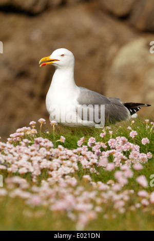 Larus michahellis on the Galician coast Stock Photo - Alamy