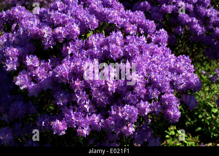 Rhododendron 'Hydon Rodney' in flower Stock Photo - Alamy