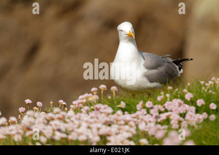 Larus michahellis on the Galician coast Stock Photo - Alamy