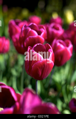 TULIPA BLUE RIBBON TULIP Stock Photo - Alamy