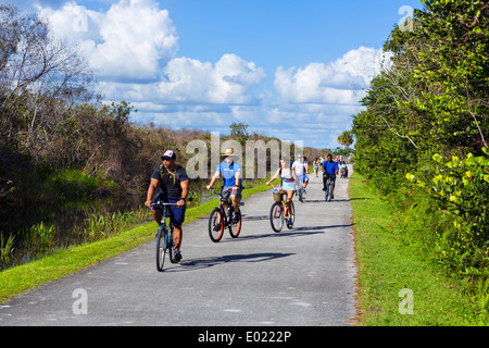 Cyclists on the Shark Valley loop road, Everglades National Park ...