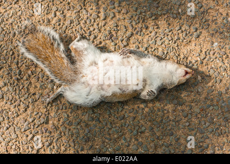 A dead grey squirrel on the road after being run over many times in the ...