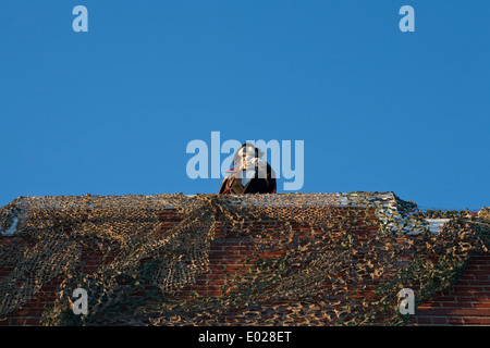 Vampire looking down from the rooftop Stock Photo - Alamy