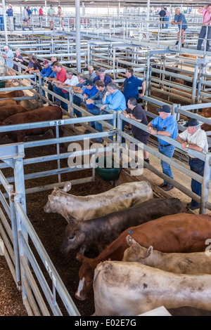 Muchea Livestock Market on cattle day Western Australia Stock Photo - Alamy
