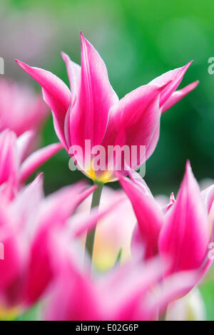 Pink lily-flowered tulips (Tulipa) Lilypure bloom in a garden in April ...