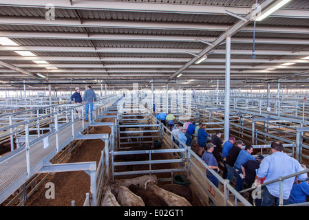 Muchea Livestock Market on cattle day Western Australia Stock Photo - Alamy