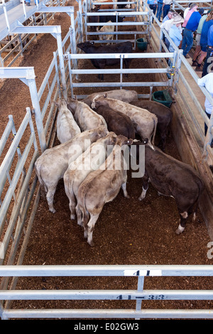 Muchea Livestock Market on cattle day Western Australia Stock Photo - Alamy