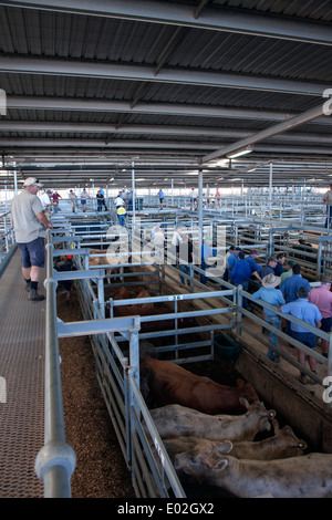 Muchea Livestock Market on cattle day Western Australia Stock Photo - Alamy