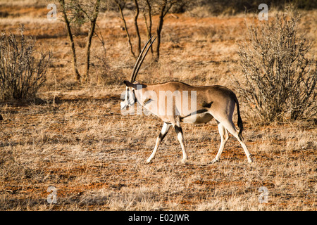 Male East African Oryx (Oryx beisa) also known as the beisa ...