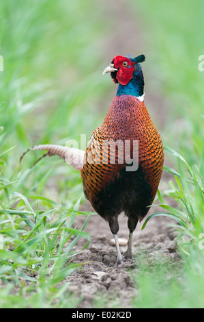 Pheasant (Phasianus colchicus) on a field path, April, spring, Hesse ...