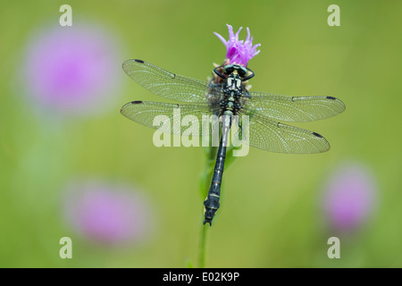 Common club-tail (Gomphus vulgatissimus) new adult, close-up of ventral ...