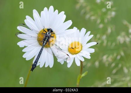 Common Club-tail (Gomphus vulgatissimus Stock Photo - Alamy