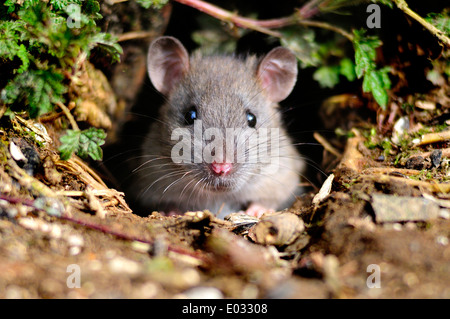 Juvenile Brown rat (Rattus norvegicus Stock Photo: 35029651 - Alamy