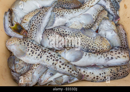 Spotted wolffish, Anarhichas minor, Fresh Fish, Husavik Harbor, North ...