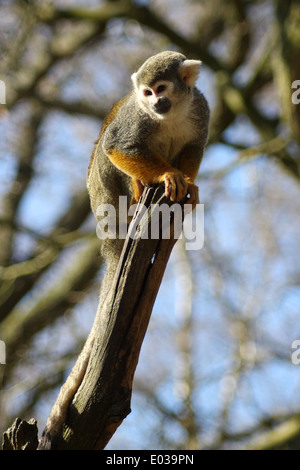 Monkeys during safari Stock Photo - Alamy